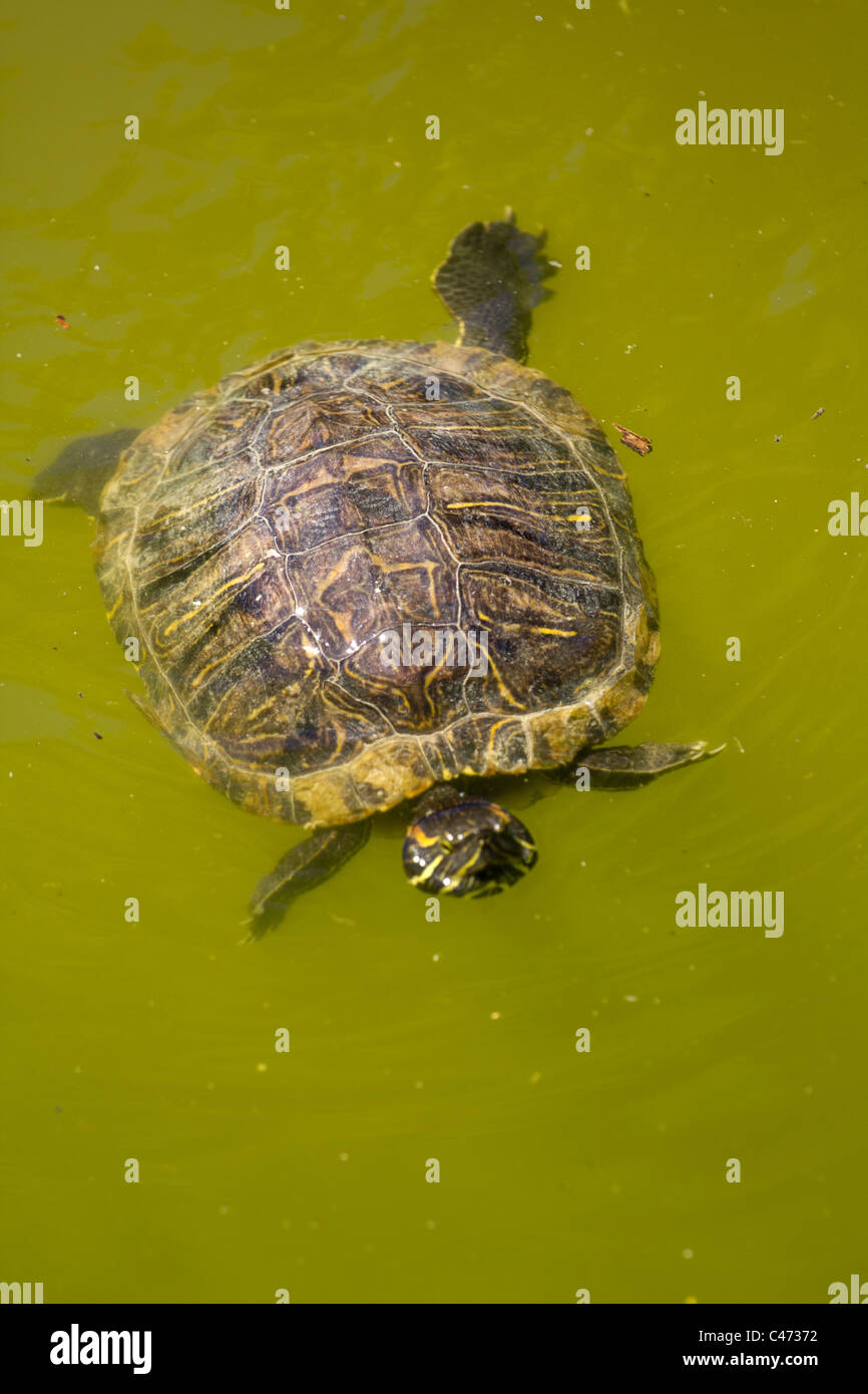 Turtles in summer Stock Photo - Alamy