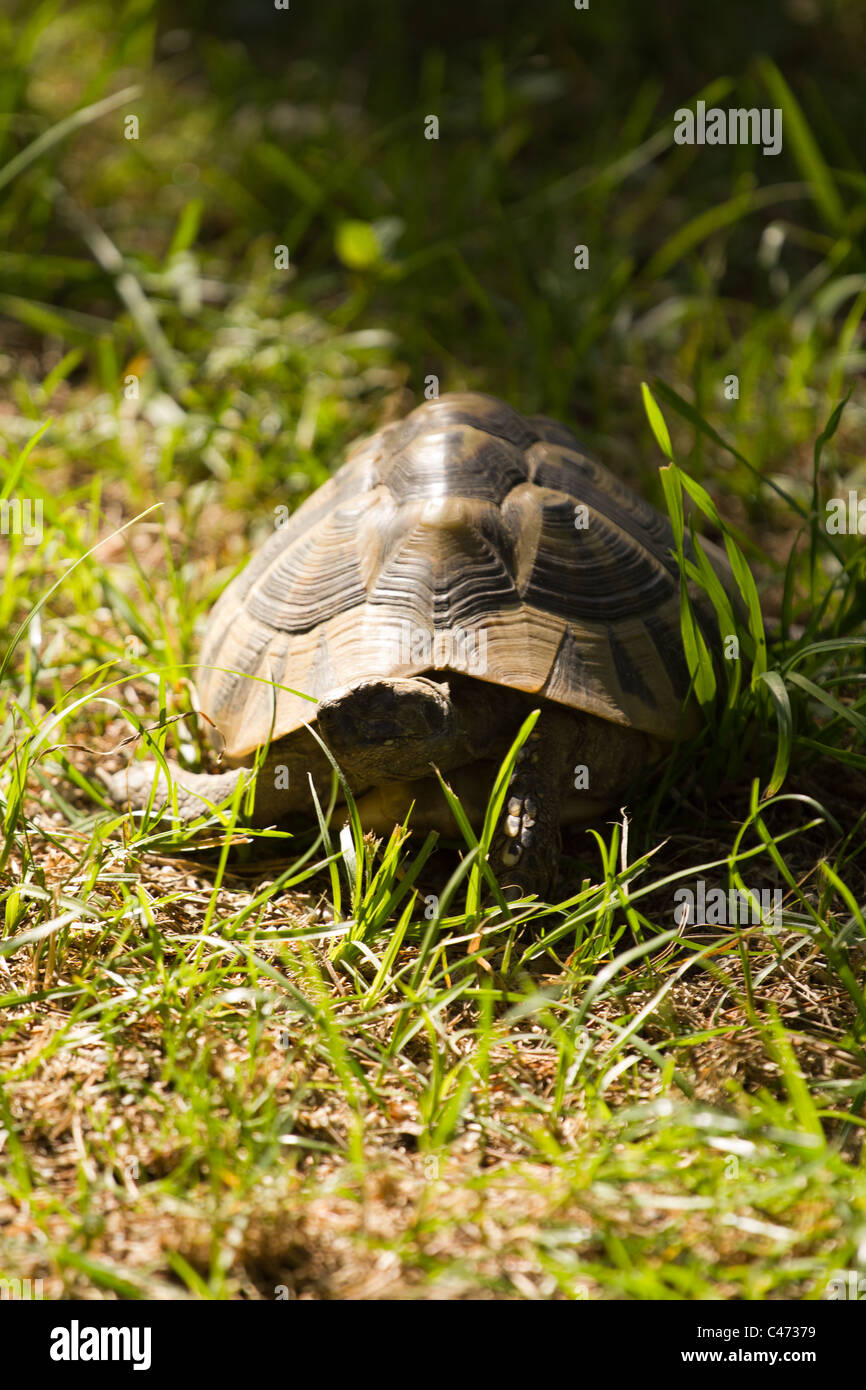 Turtles in summer Stock Photo - Alamy
