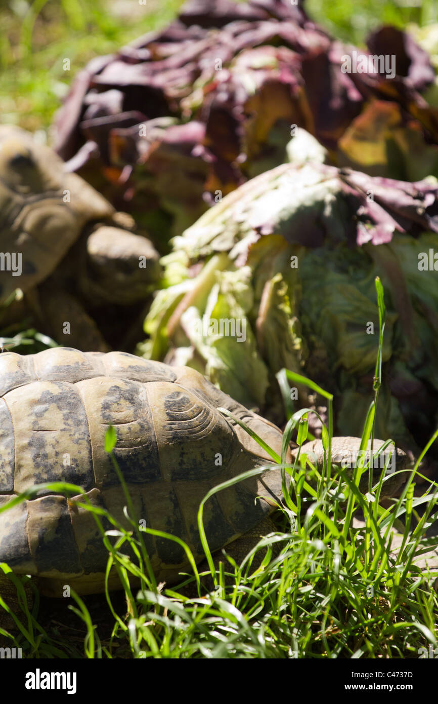 Turtles in summer Stock Photo - Alamy