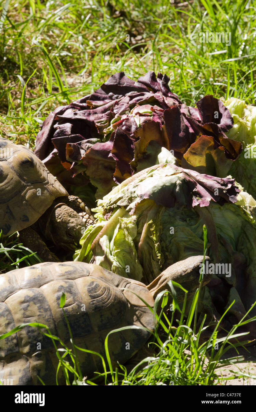 Turtles in summer Stock Photo - Alamy