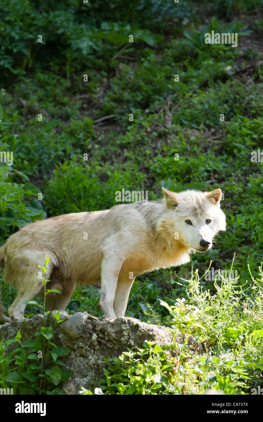 European Wolf in the summer sun Stock Photo - Alamy