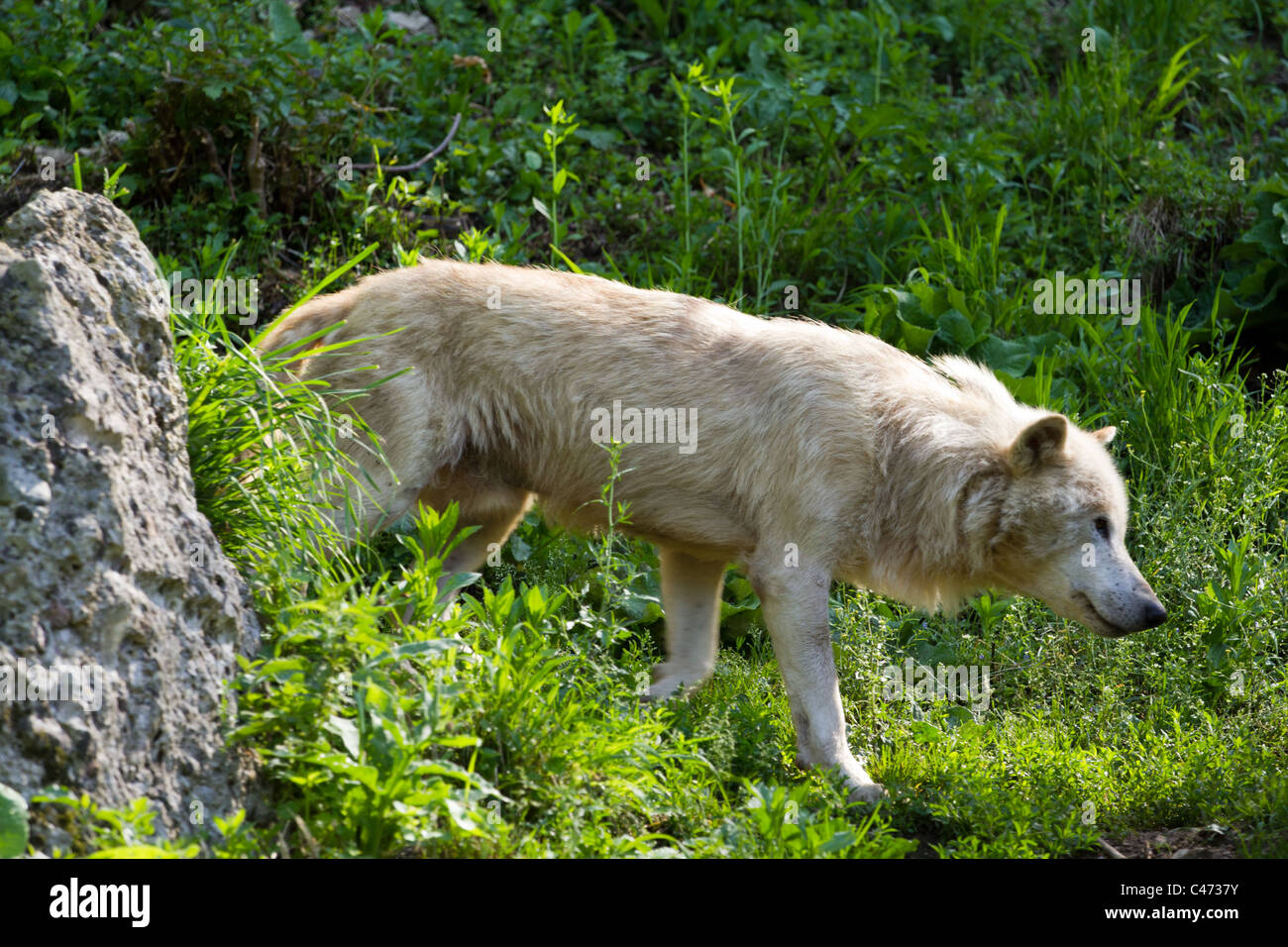 European Wolf in the summer sun Stock Photo - Alamy