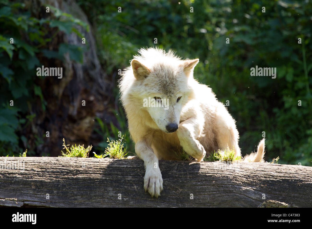 European Wolf in the summer sun Stock Photo - Alamy