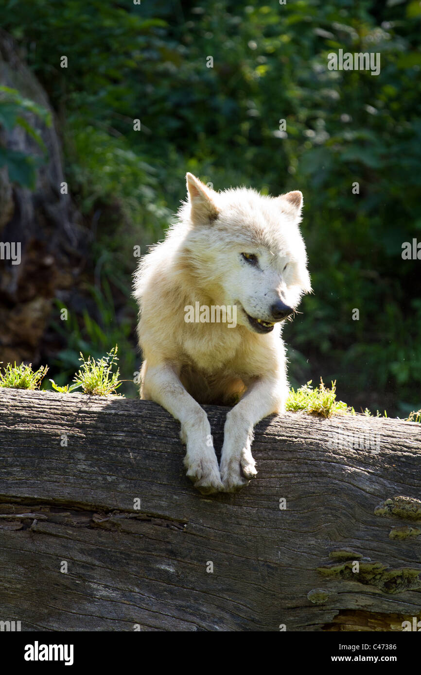 European Wolf in the summer sun Stock Photo - Alamy