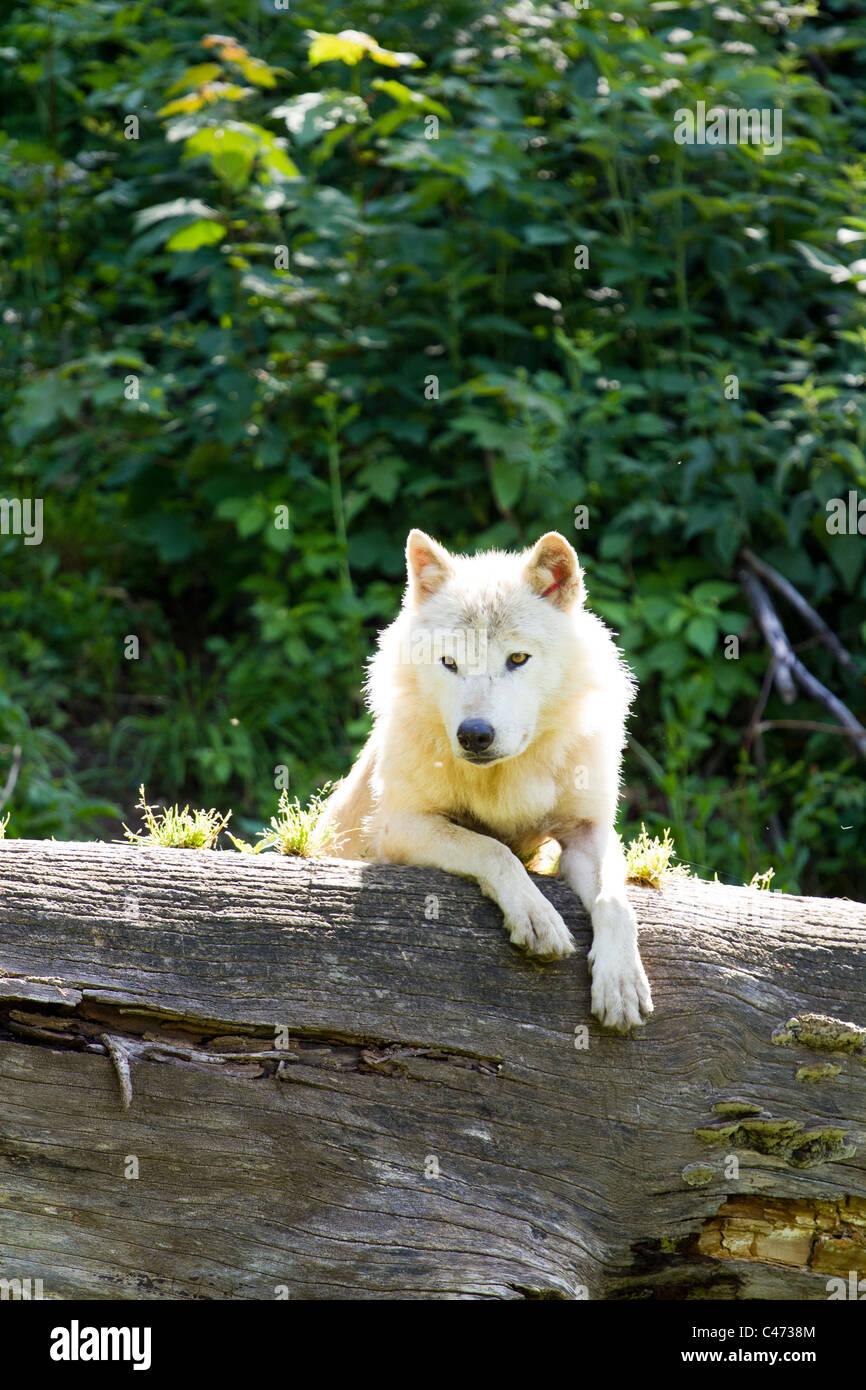 European Wolf in the summer sun Stock Photo - Alamy