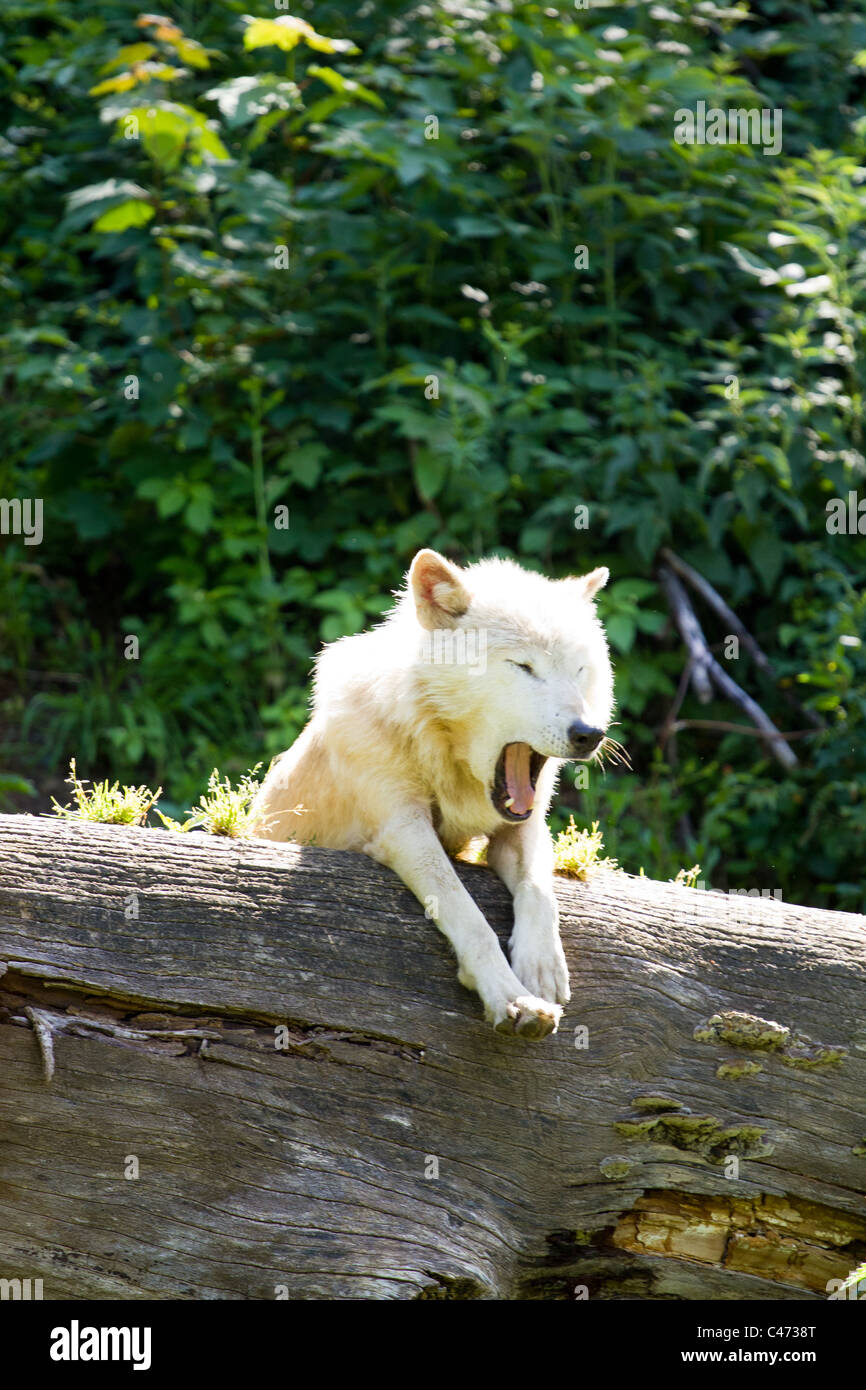 European Wolf in the summer sun Stock Photo - Alamy