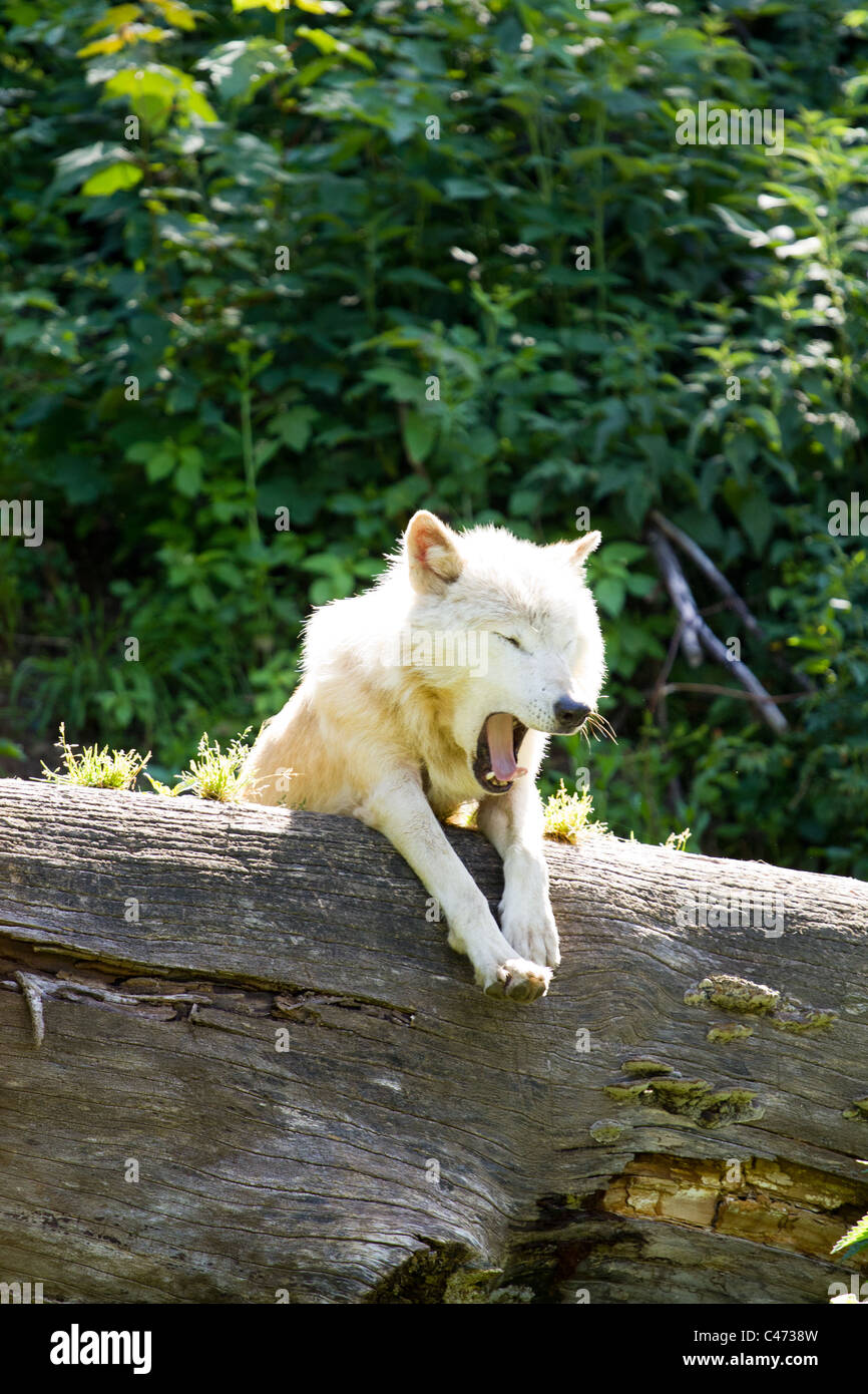 Wolf in the sun hi-res stock photography and images - Alamy