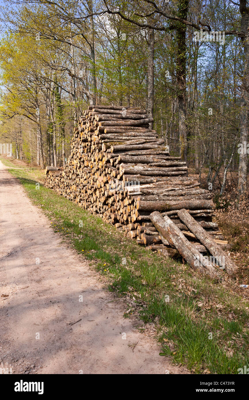 Stack of oak logs, on the edge of a forest path, national forest of ...