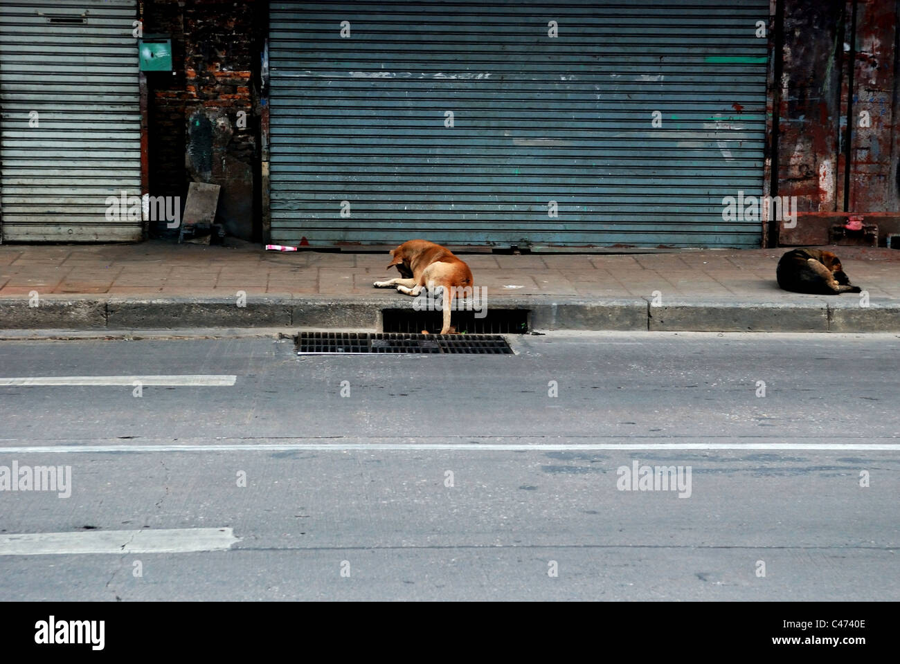 Street dogs hi-res stock photography and images - Alamy