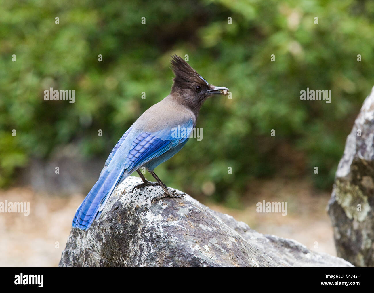 Jay north hi-res stock photography and images - Alamy