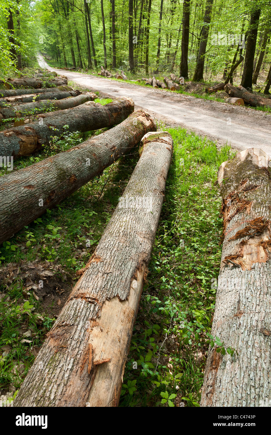Trees trunks lying in National Forest of Tronçais (Troncais), Saint ...