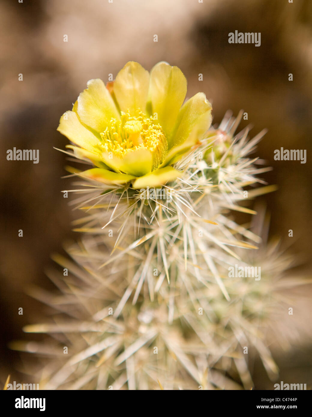 Cholla cactus in bloom - Mojave, California USA Stock Photo - Alamy