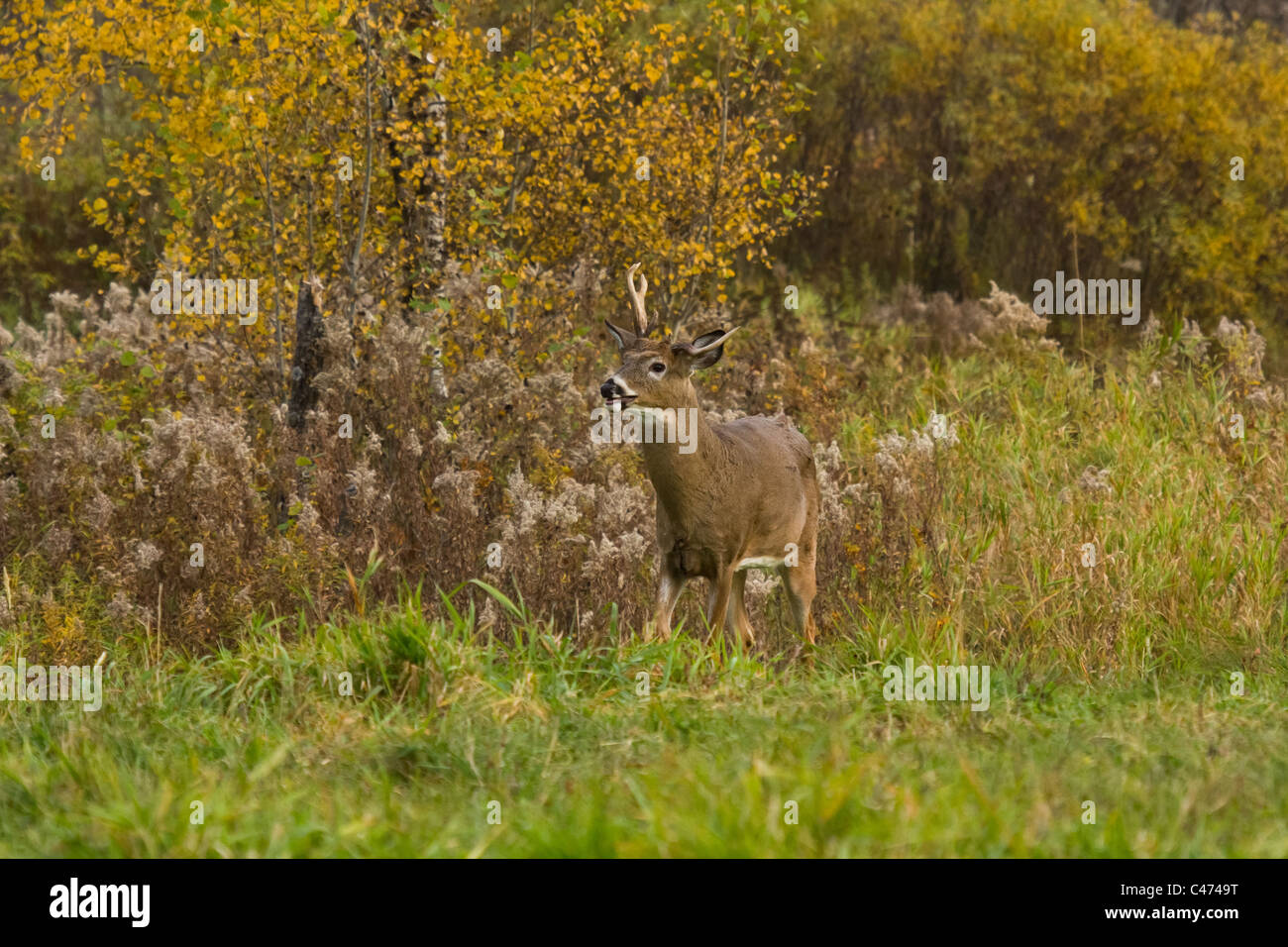 Injured white-tailed buck Stock Photo - Alamy