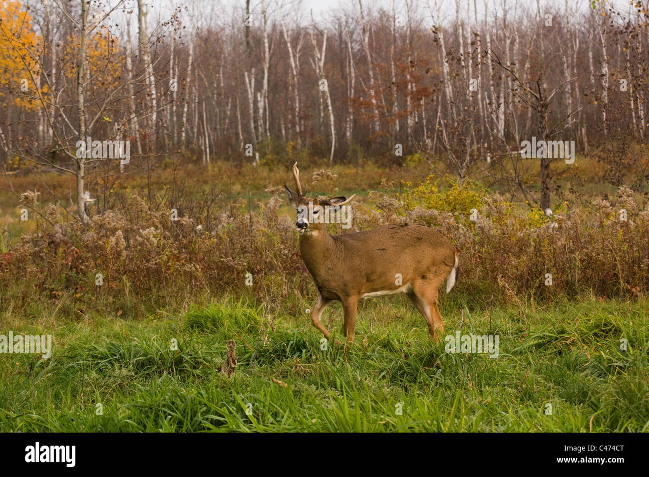 Broken shoulder hi-res stock photography and images - Alamy