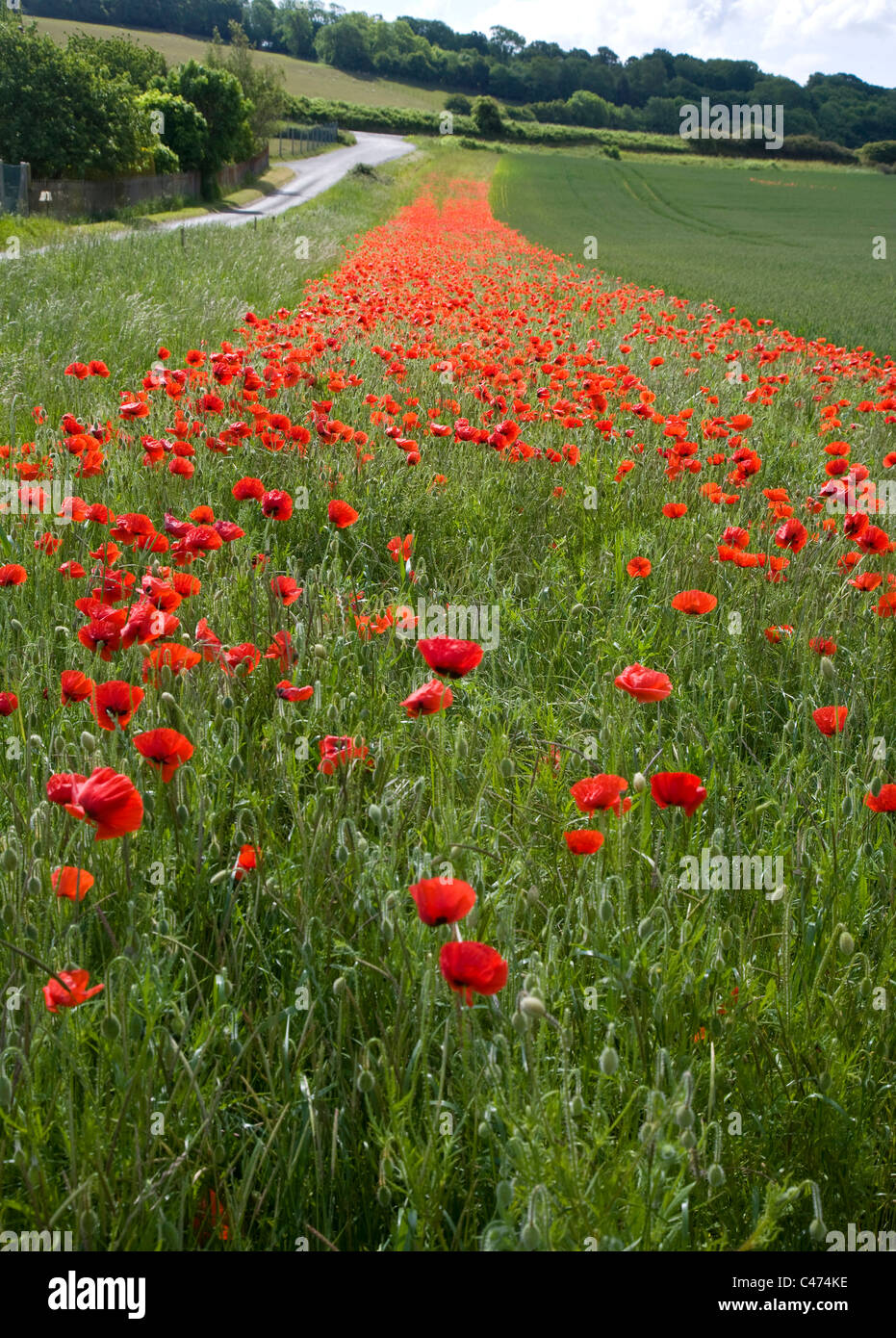 A field of poppies at South Downs National Park, Long Furlong, West ...