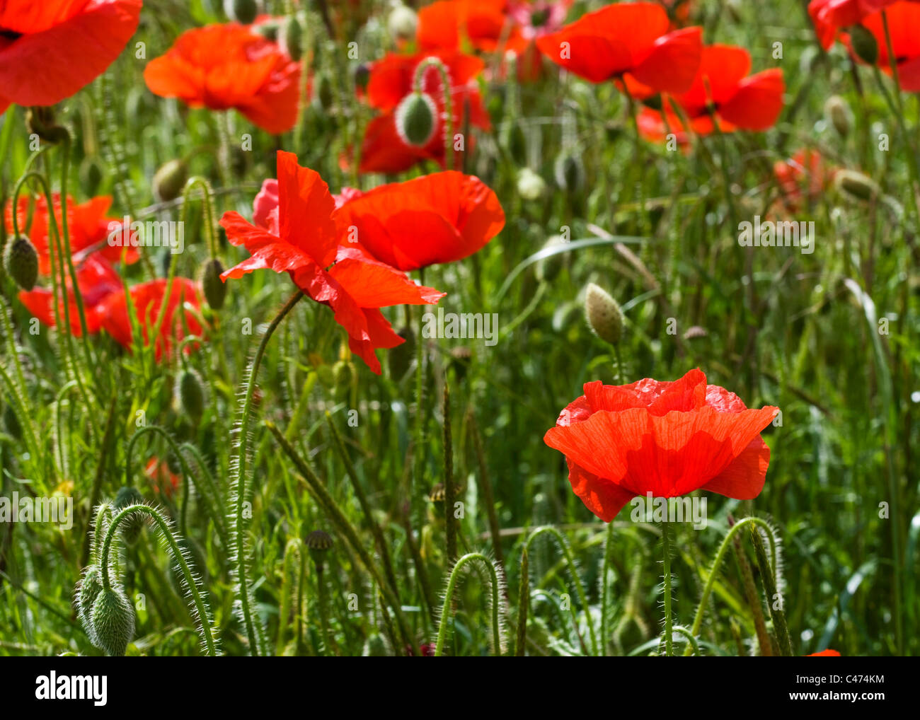 A field of poppies at South Downs National Park, Long Furlong, West ...