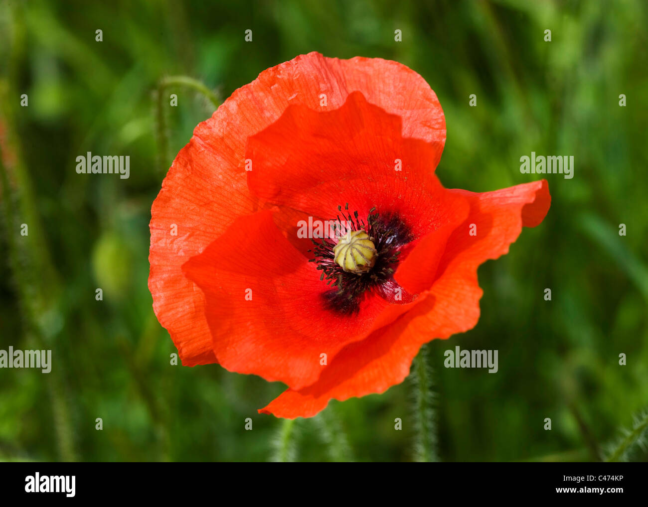A field of poppies at South Downs National Park, Long Furlong, West ...