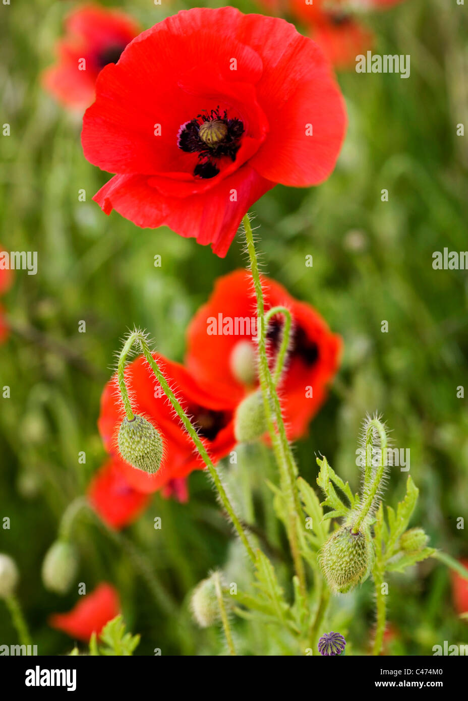 A field of poppies at South Downs National Park, Long Furlong, West ...