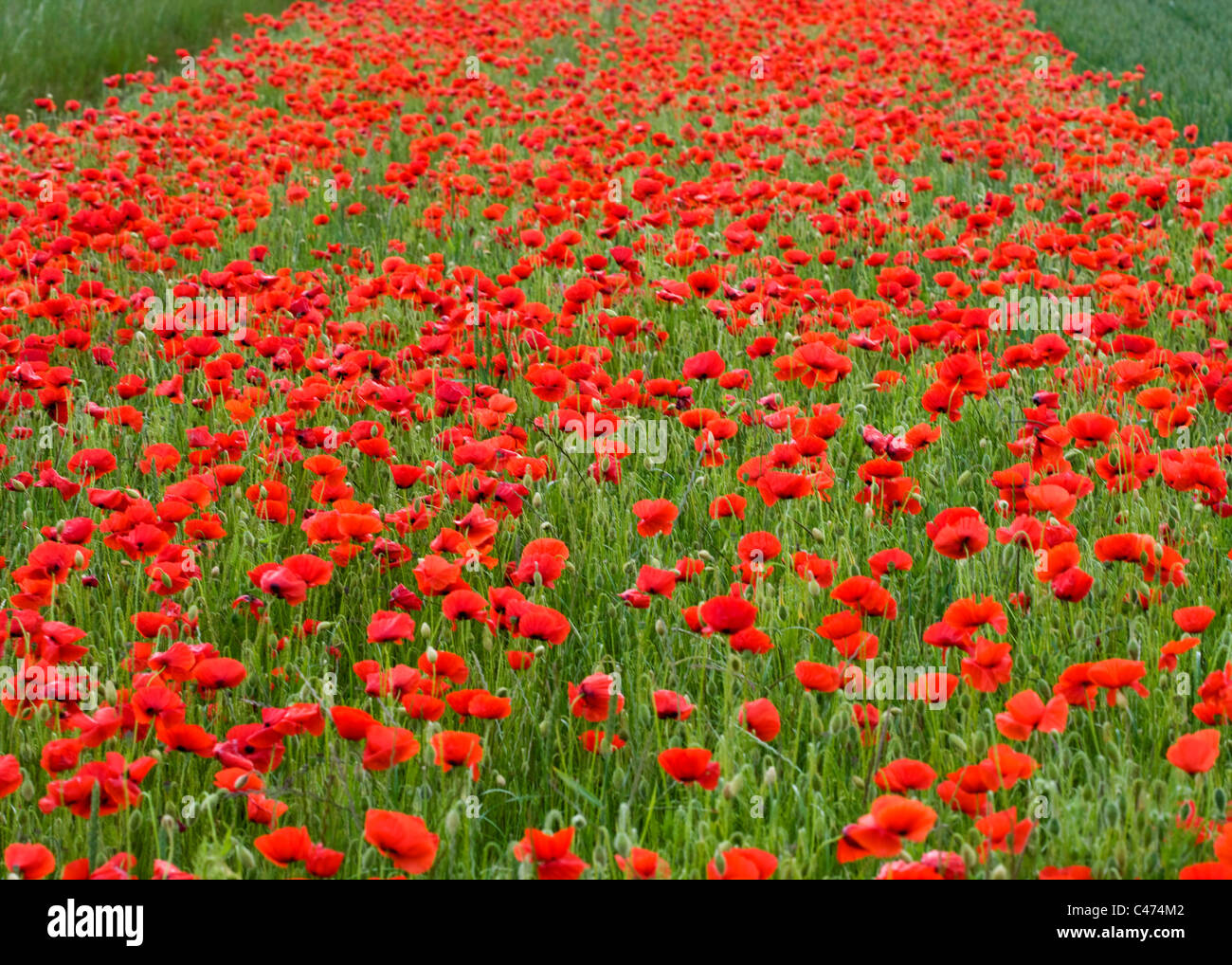 A field of poppies at South Downs National Park, Long Furlong, West ...