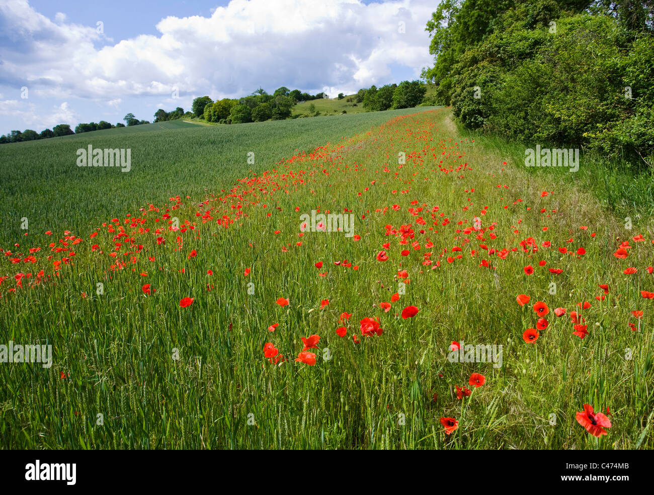 A field of poppies at South Downs National Park, Long Furlong, West ...