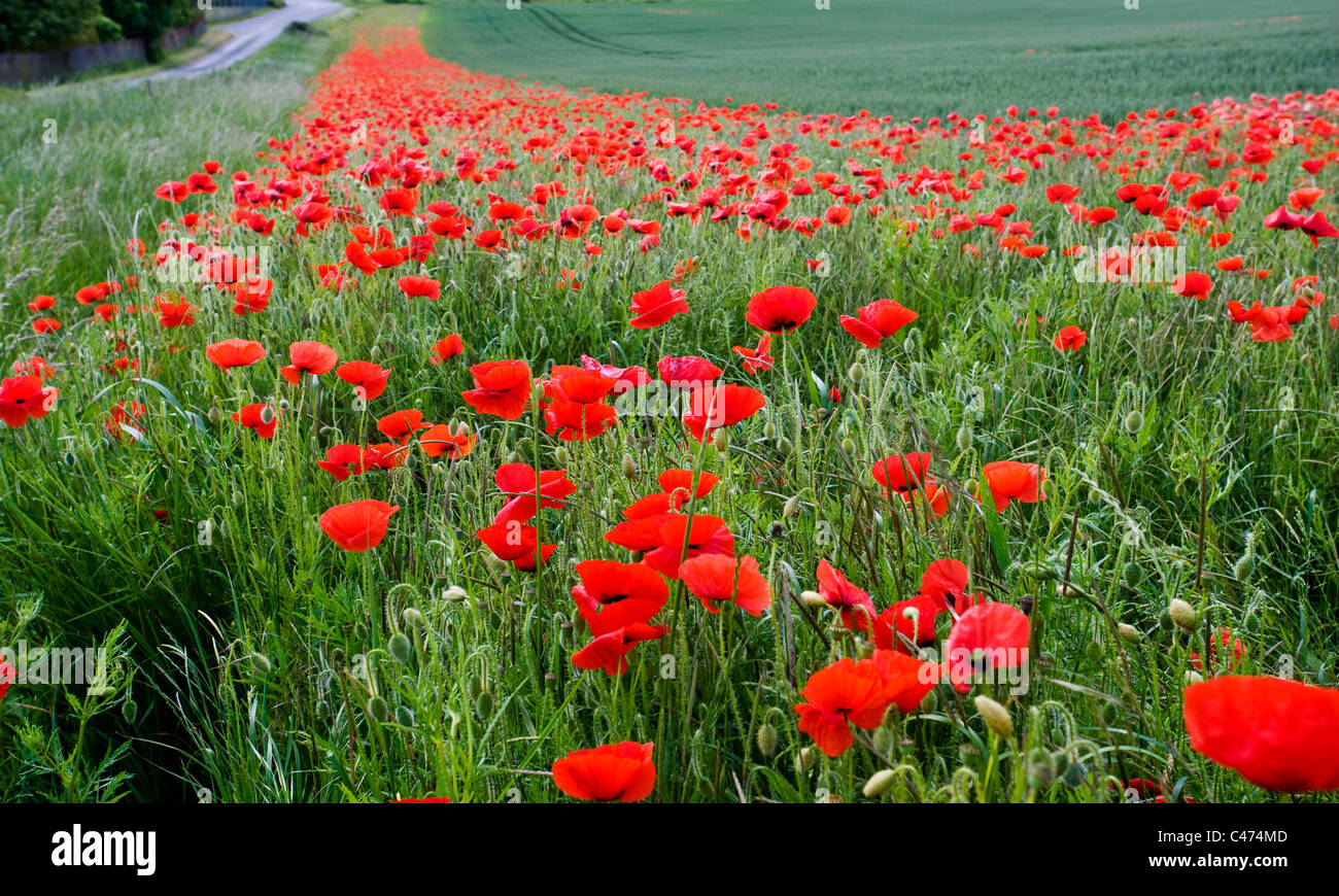 Long furlong sussex hi-res stock photography and images - Alamy