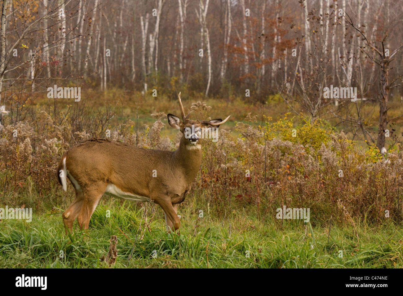 Injured whitetail hi-res stock photography and images - Alamy