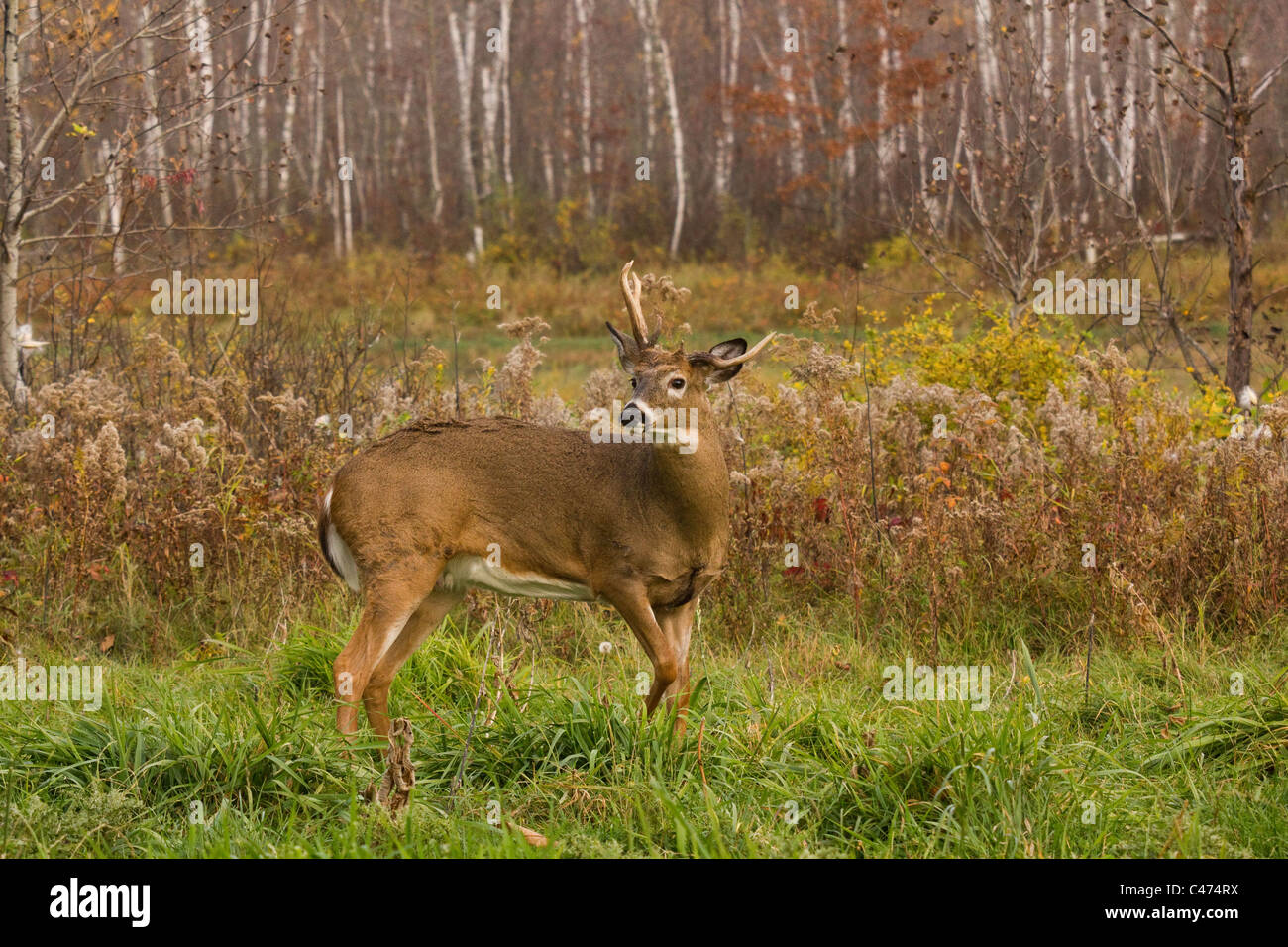 Injured white-tailed buck Stock Photo - Alamy