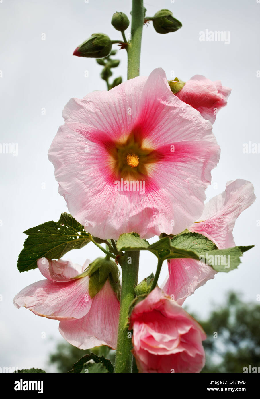 Outdoor mallow hi-res stock photography and images - Alamy