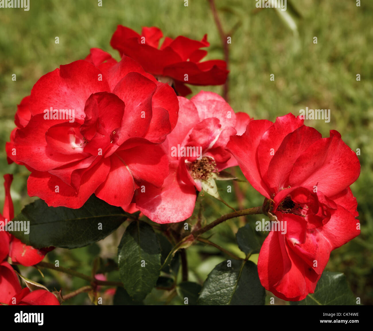Canker flower hi-res stock photography and images - Alamy