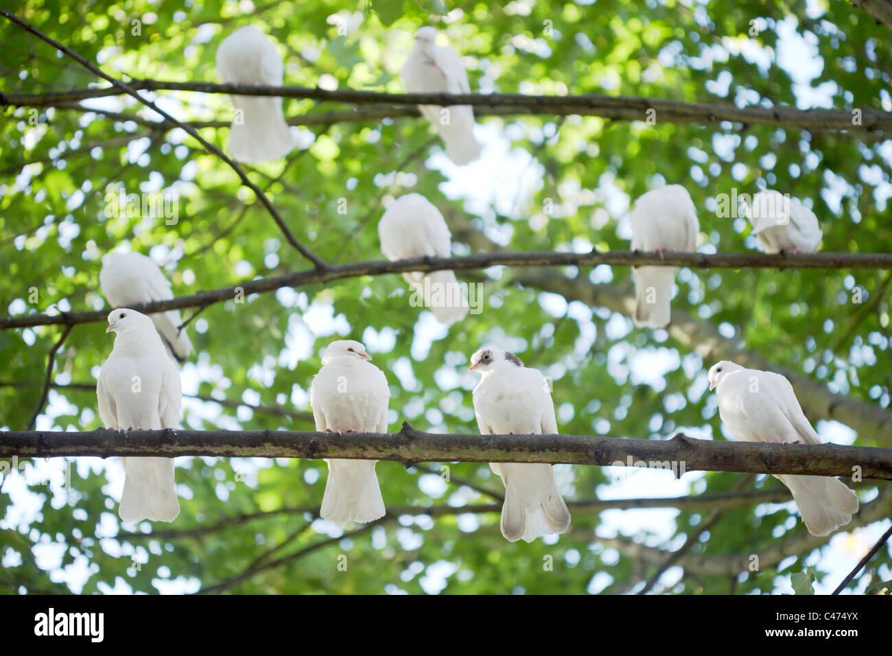 Doves sitting on branches Stock Photo - Alamy