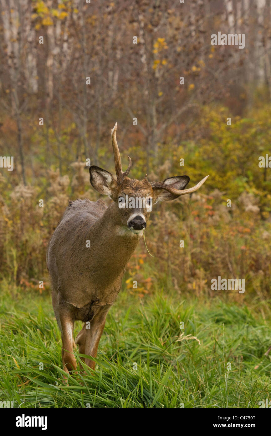 Injured white-tailed buck Stock Photo - Alamy