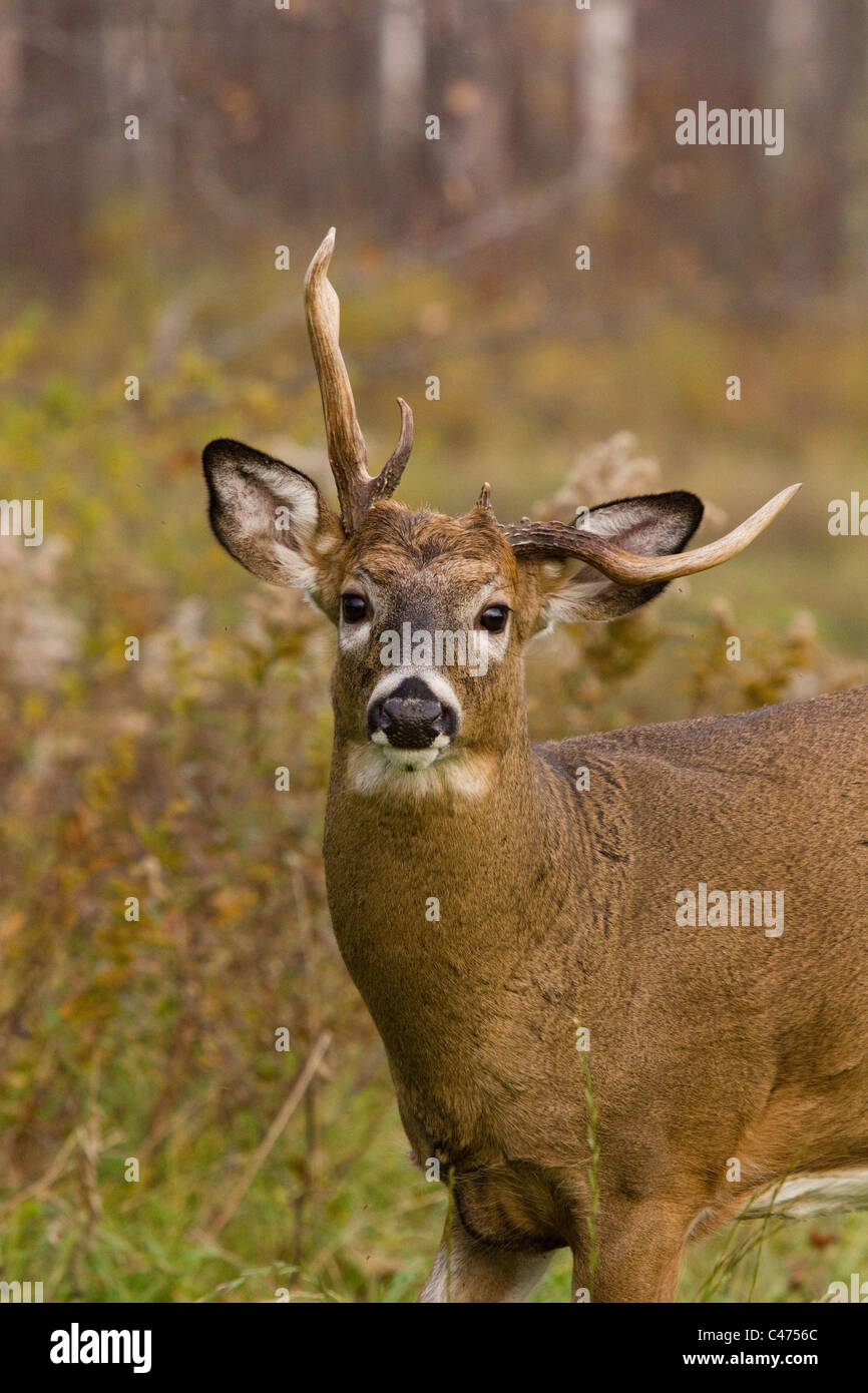 Injured white-tailed buck Stock Photo - Alamy