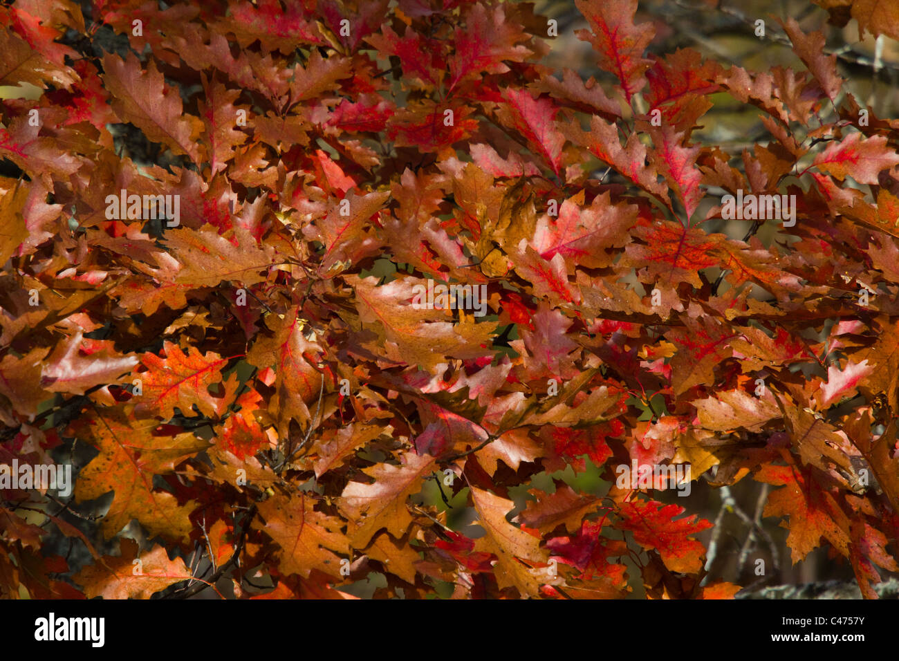 Oak leaves in fall Stock Photo - Alamy