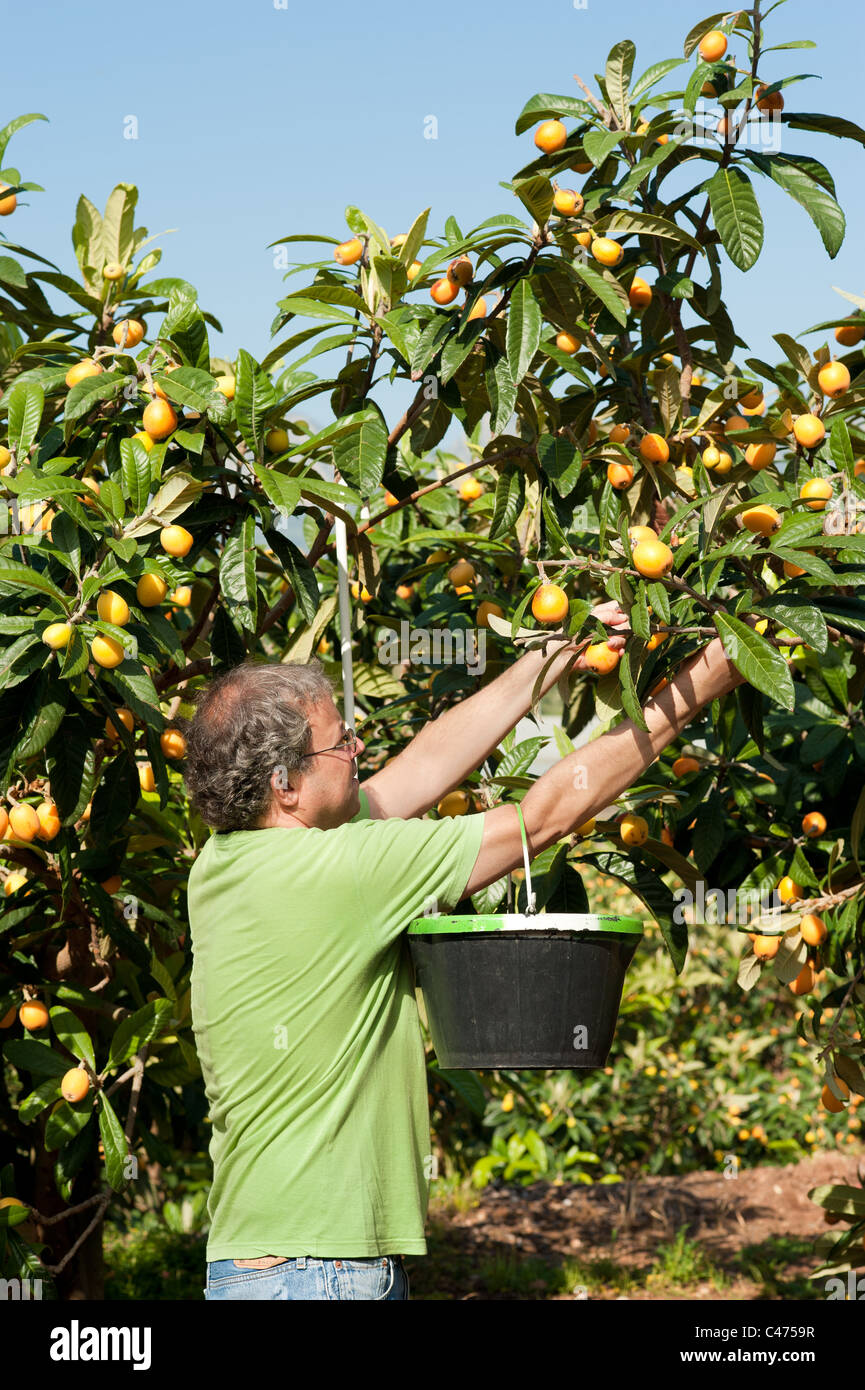 Agricultural worker during the loquat harvest season Stock Photo - Alamy