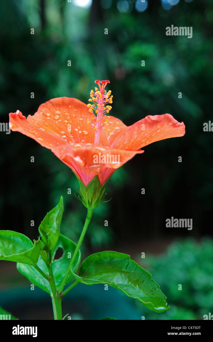 Chinese rose garden hi-res stock photography and images - Alamy