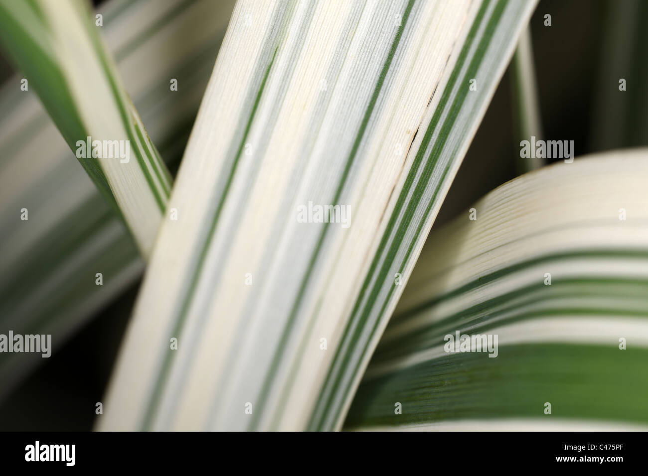 Arundo donax variegata - Giant Reed Grass - abstract shallow depth of ...