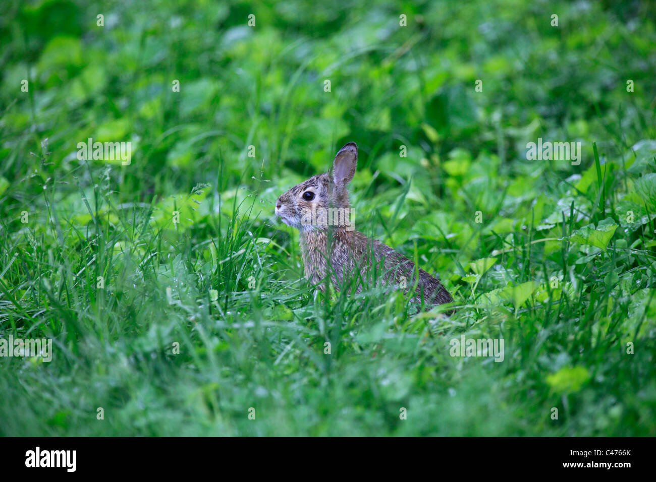 cottontail rabbit in grassy area in spring Stock Photo - Alamy