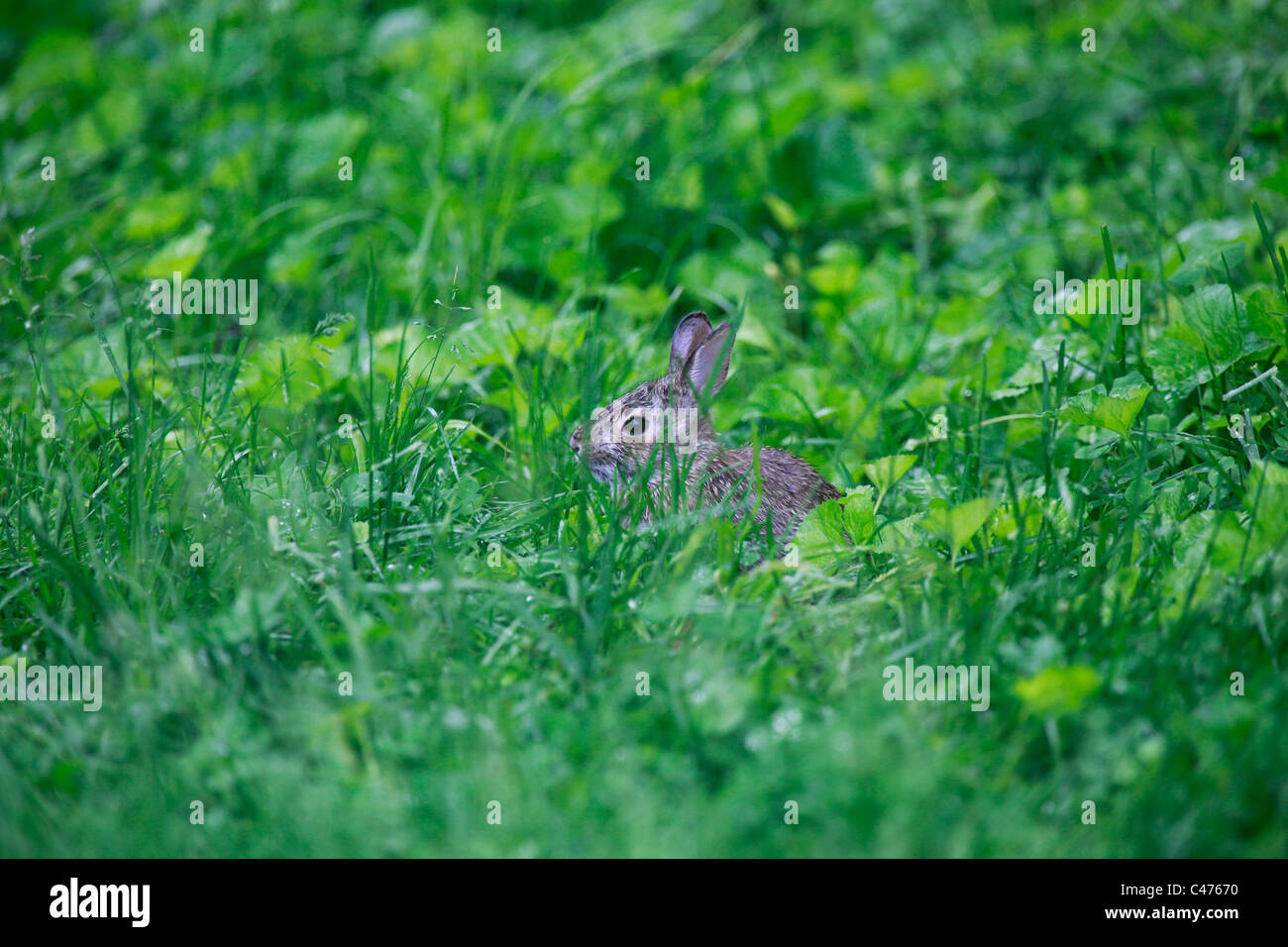 cottontail rabbit in grassy area in spring Stock Photo - Alamy