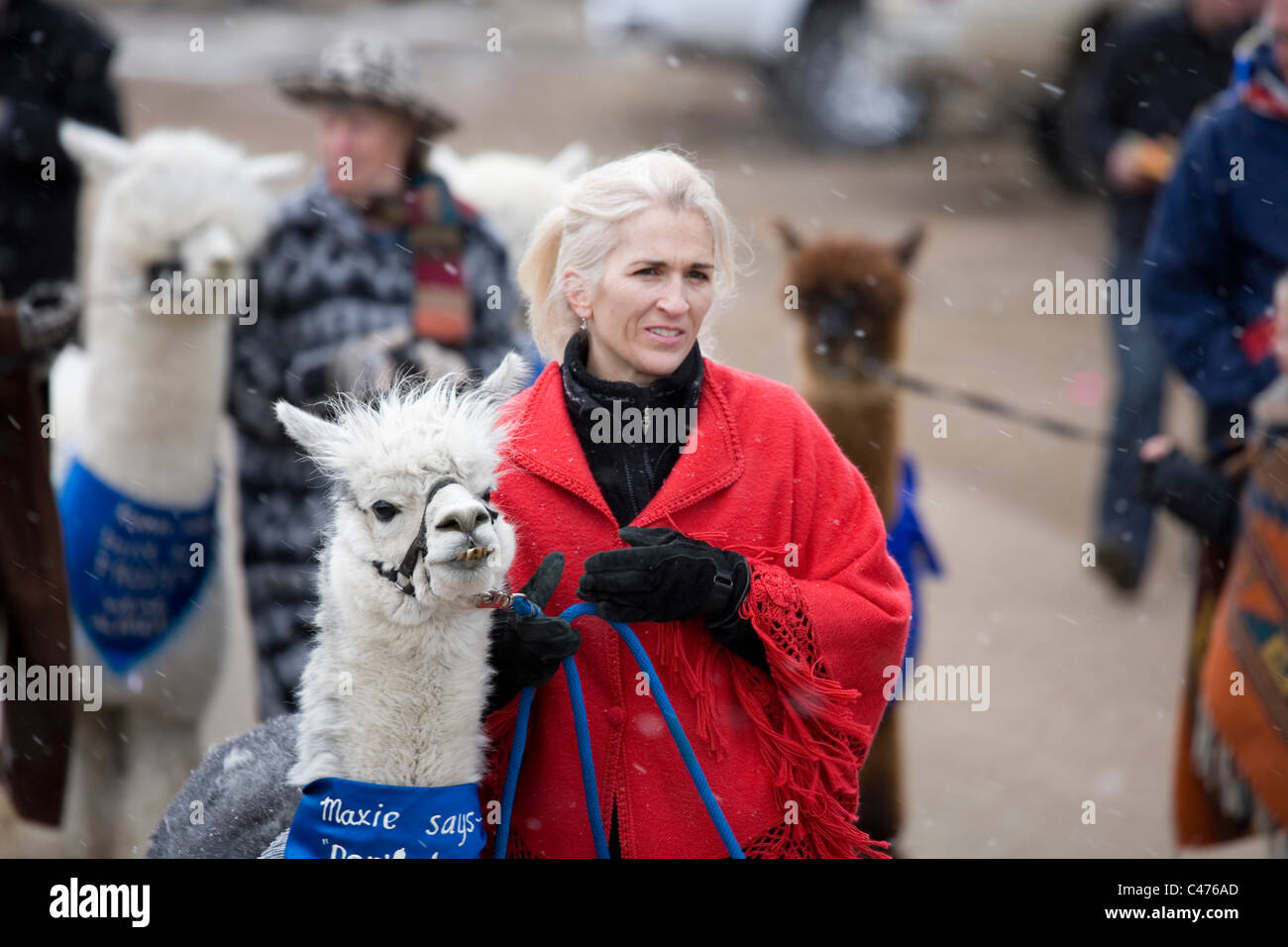 A woman marches in the Frozen Dead Guy Festival Parade with her alpaca ...