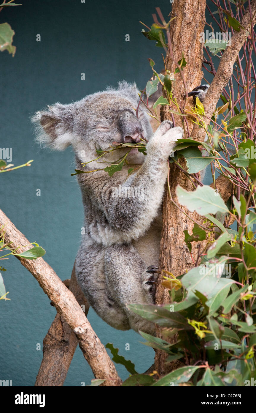 cute grey koala in an australian zoo, darwin Stock Photo - Alamy
