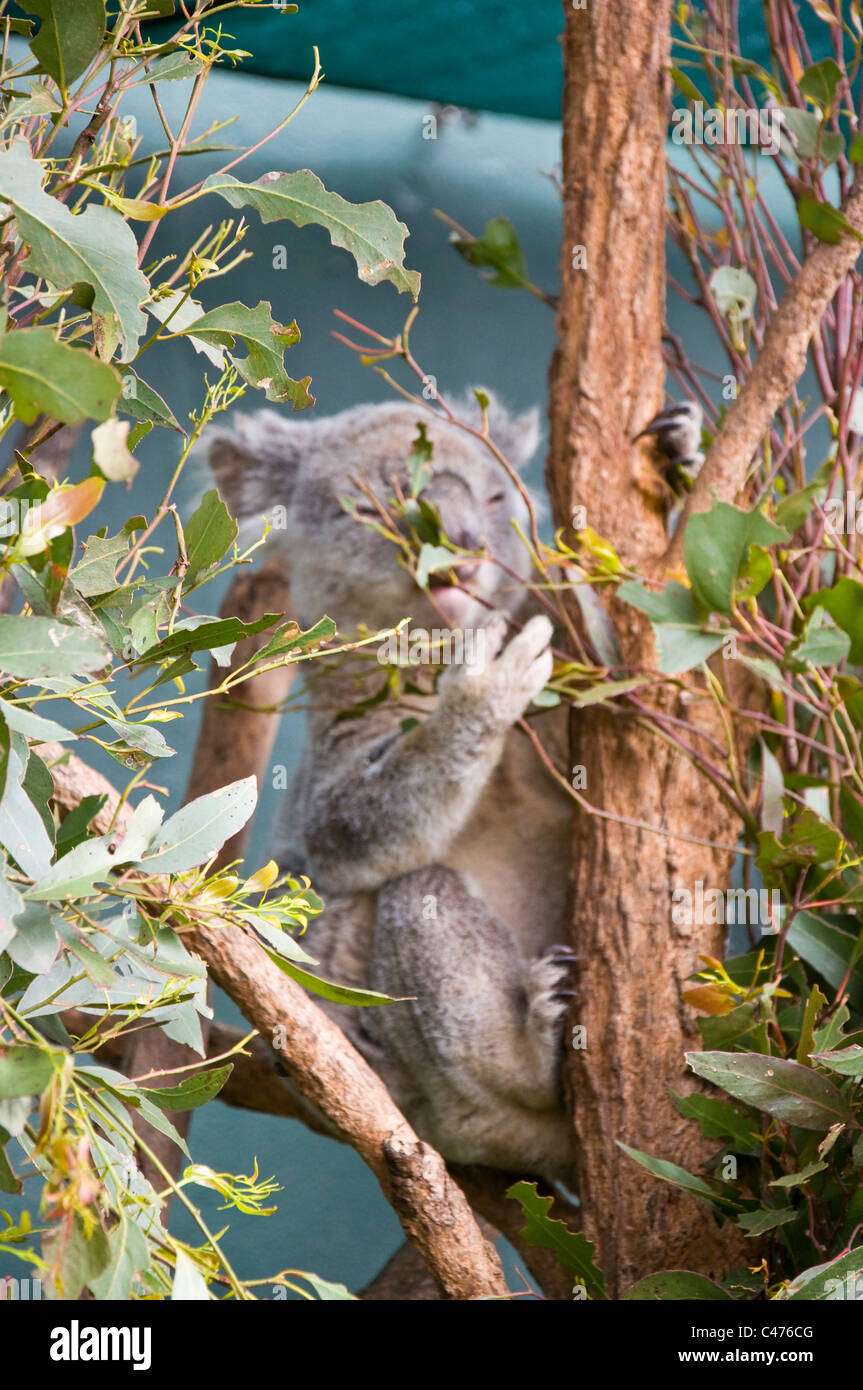 cute grey koala in an australian zoo, darwin Stock Photo - Alamy