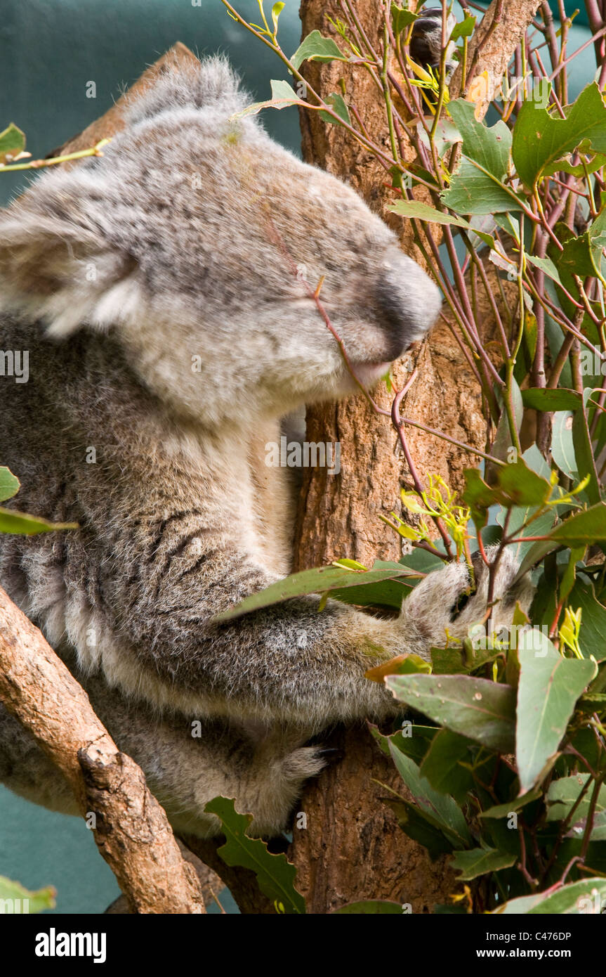 cute grey koala in an australian zoo, darwin Stock Photo - Alamy
