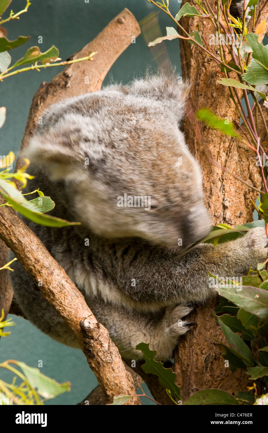 cute grey koala in an australian zoo, darwin Stock Photo - Alamy