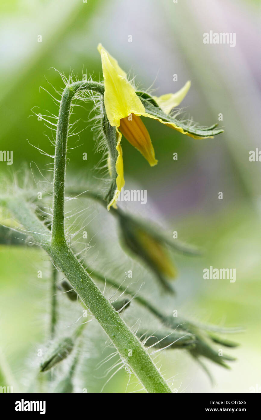 Tomato pollination hi-res stock photography and images - Alamy