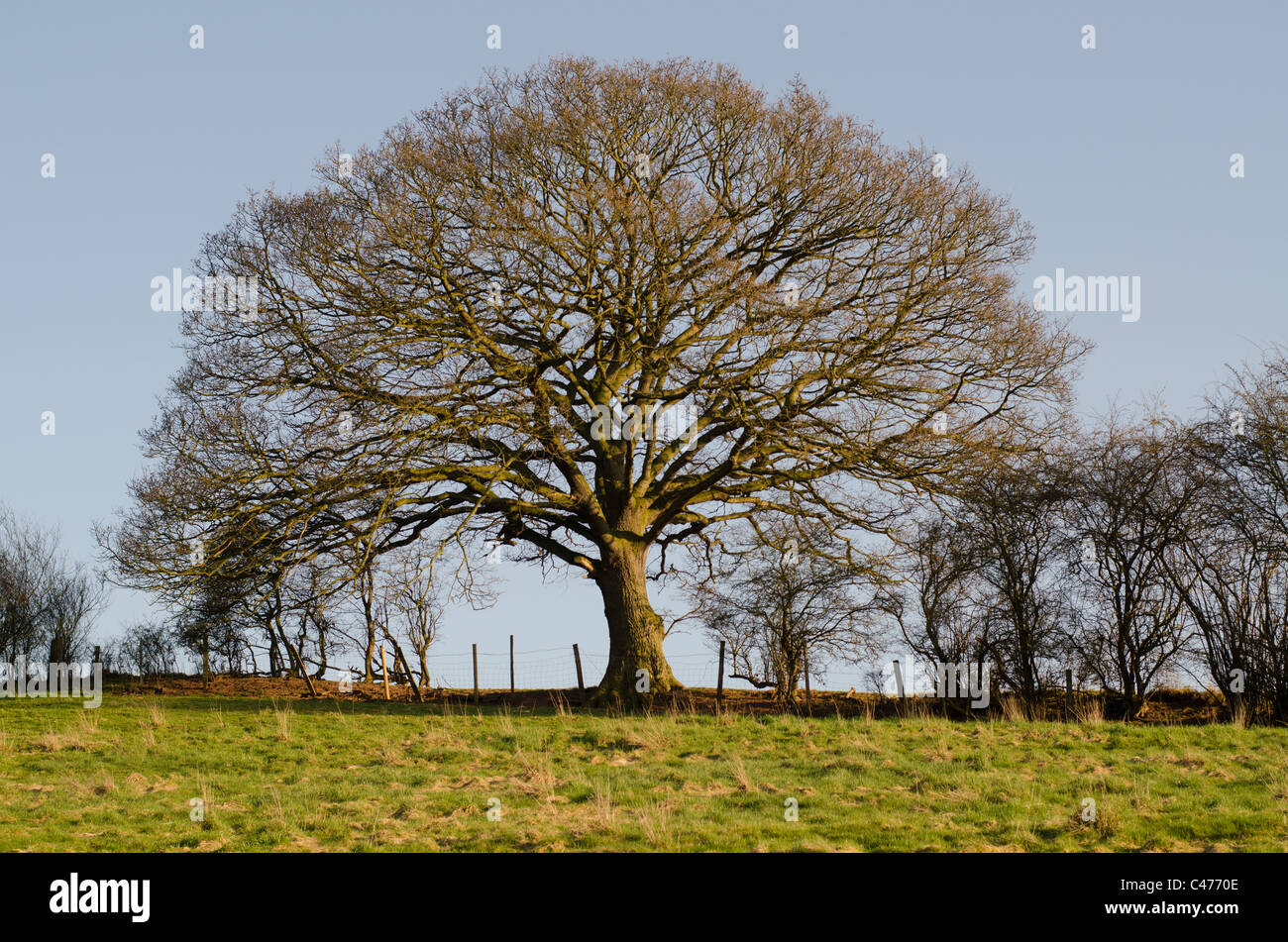 An oak tree Stock Photo - Alamy