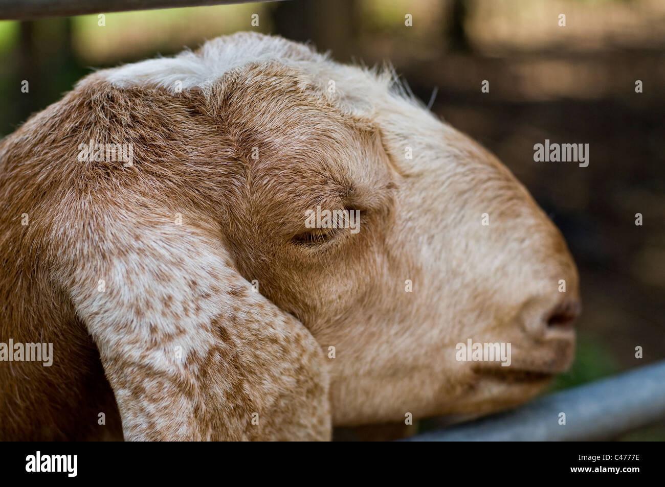 A nubain goat, Mudchute Farm, London Stock Photo - Alamy