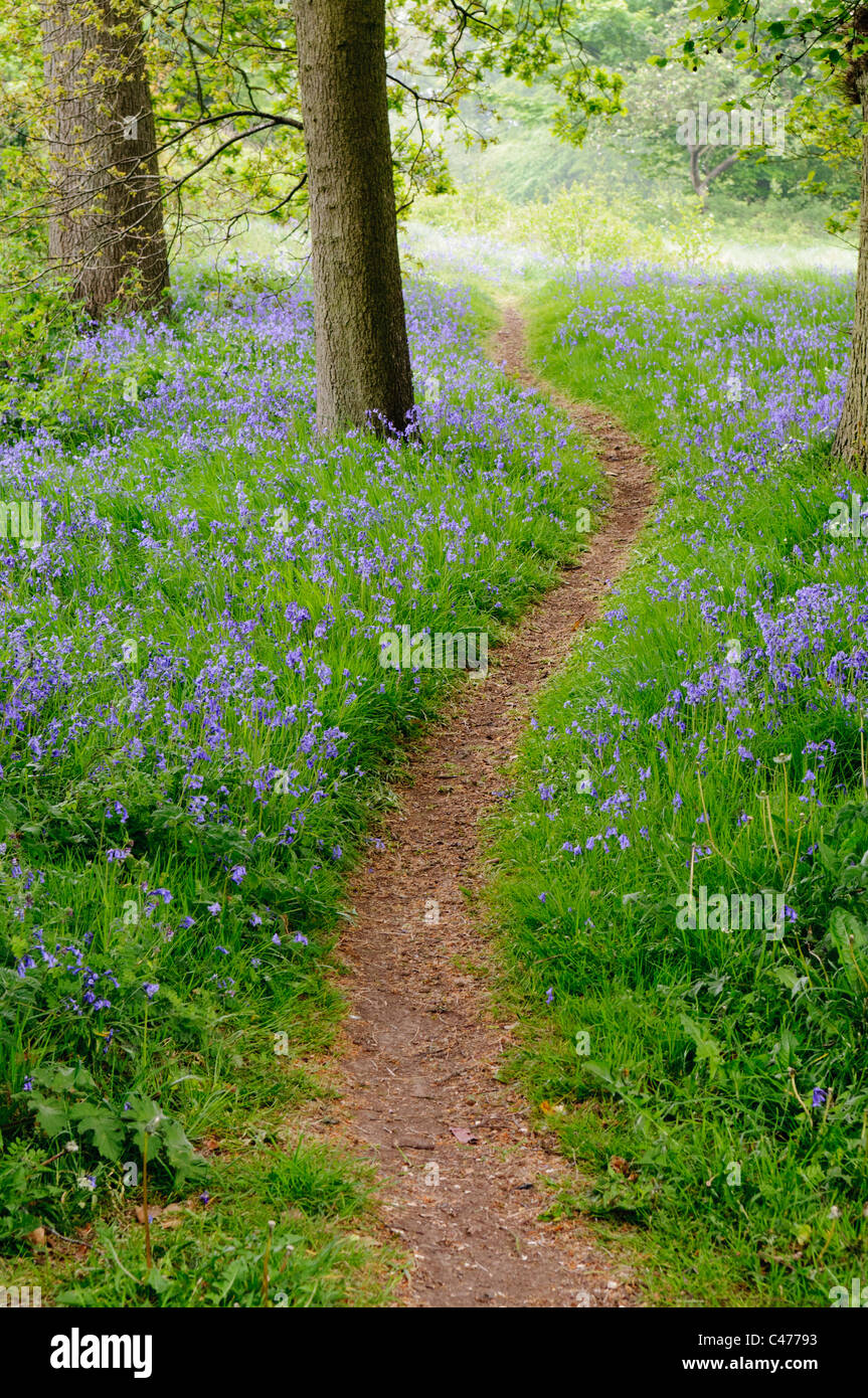 Path through a forest with lots of Bluebells Stock Photo - Alamy