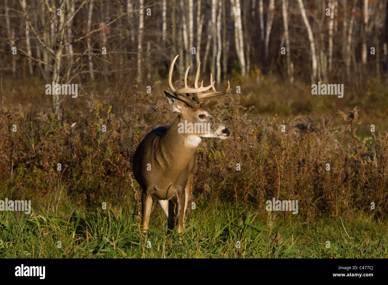Buck weed hi-res stock photography and images - Alamy