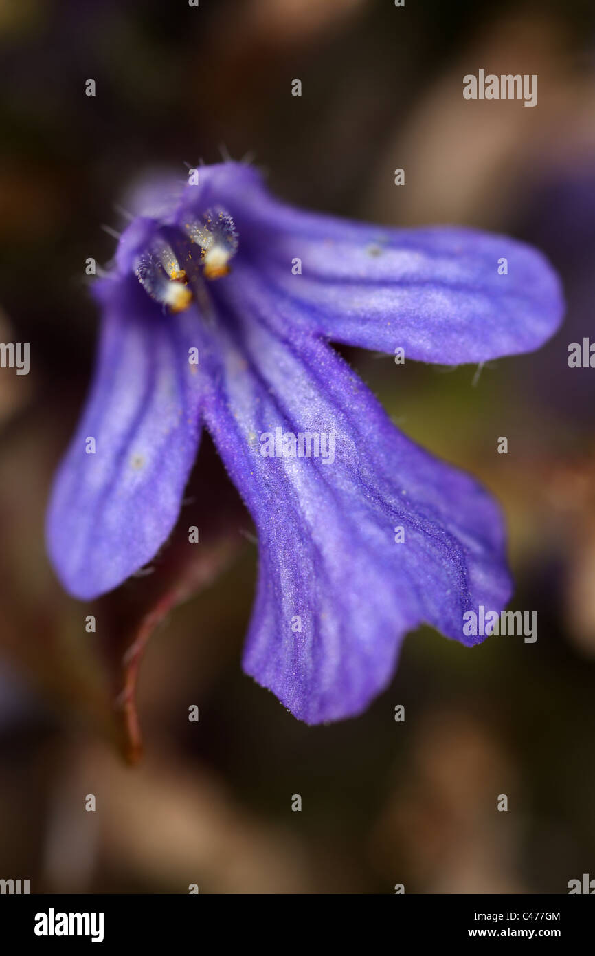 Bungleweed hi-res stock photography and images - Alamy