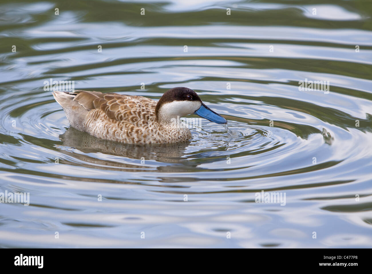 Puna teal, Anas versicolor puna Stock Photo - Alamy
